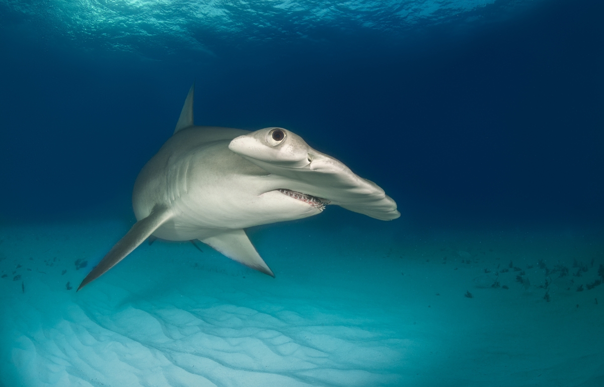 Anatomy 101: Debunking the Myth of a Boneless Shark
